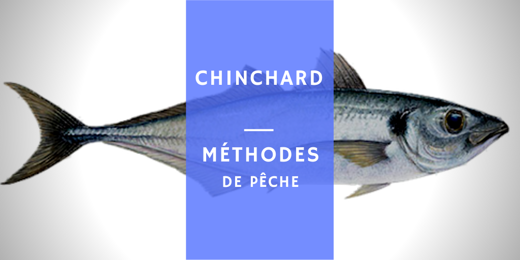 Chinchard Les meilleures Techniques de pêche - MieuxPecher.com